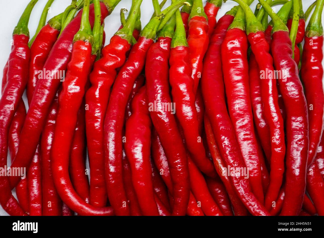 Red Chili Curly is one of the most widely grown and sold red chili ...