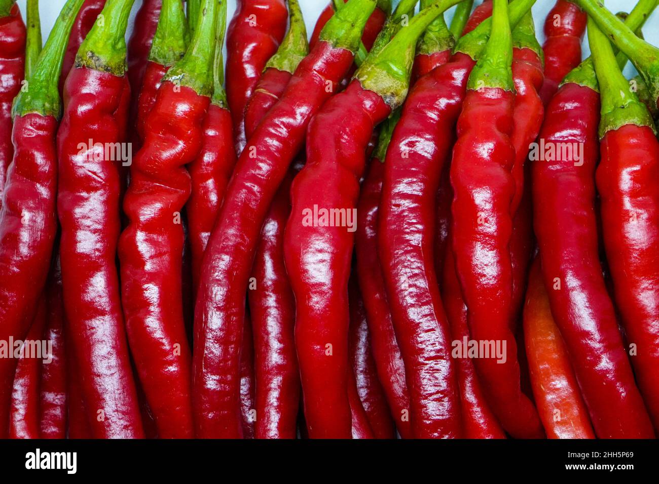 Red Chili Curly is one of the most widely grown and sold red chili ...