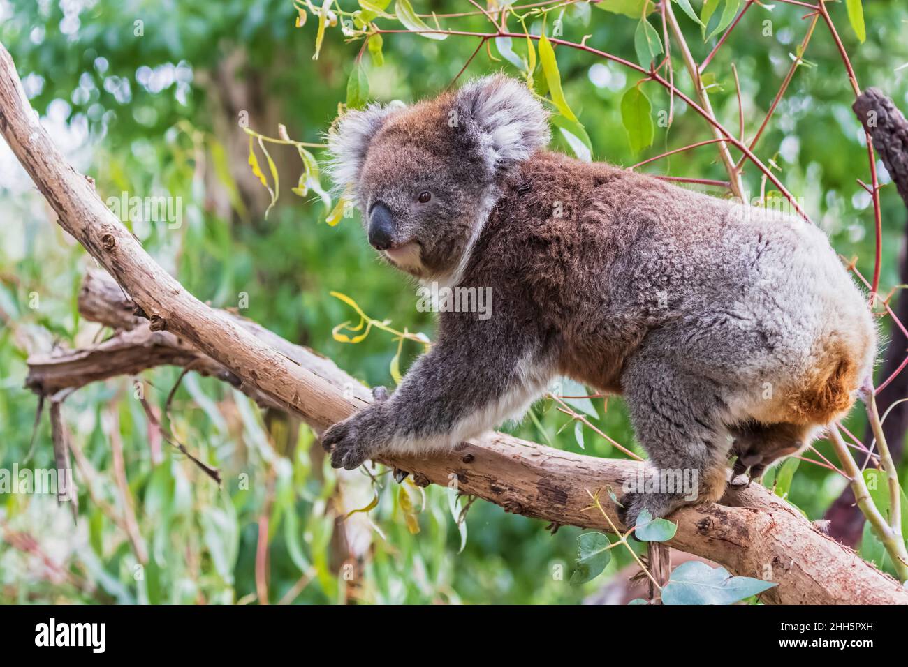 Koala (Phascolarctos cinereus) climbing tree branch Stock Photo - Alamy