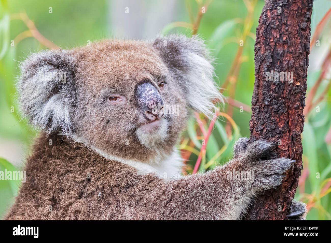 Portrait of koala (Phascolarctos cinereus Stock Photo - Alamy