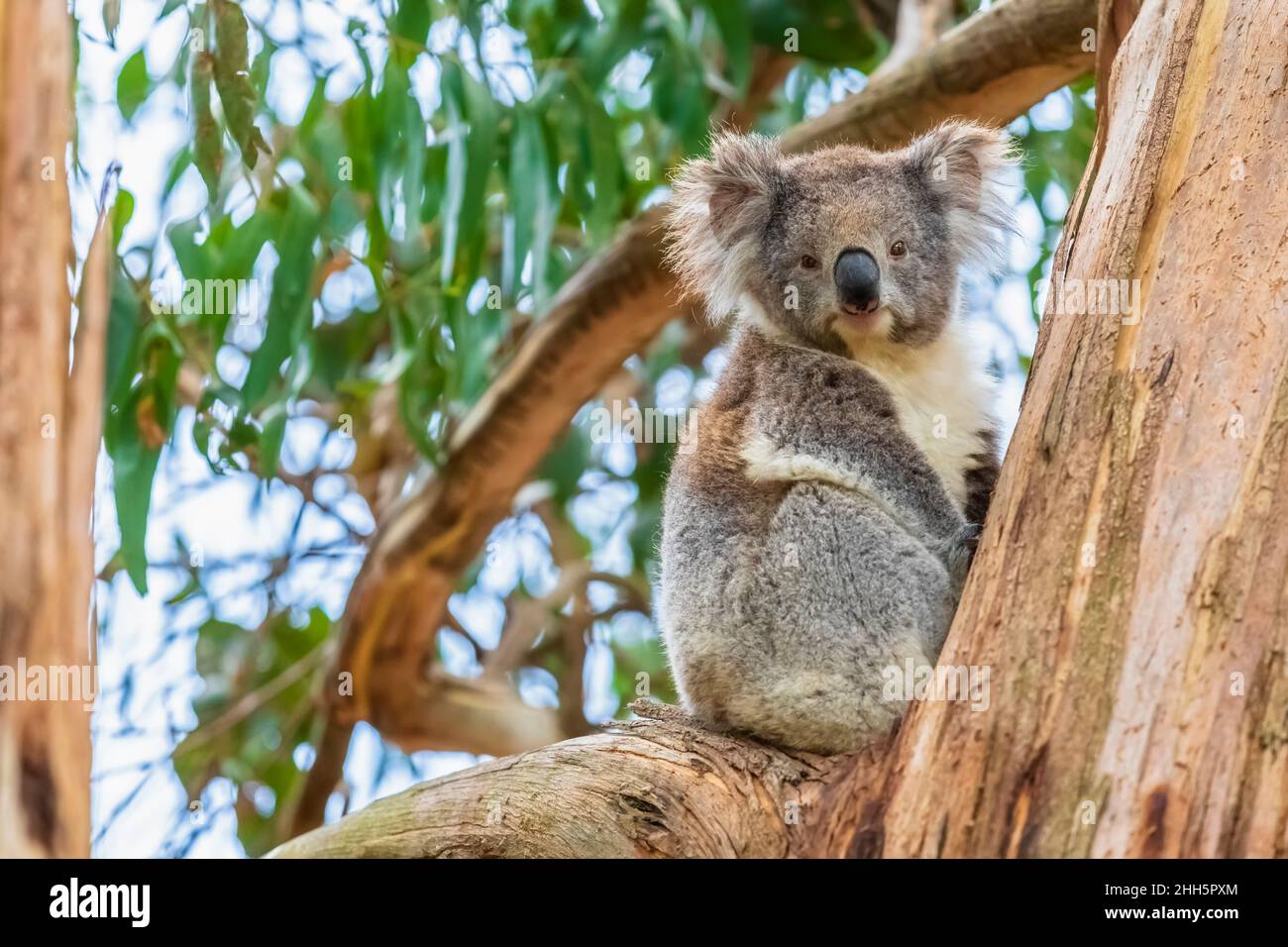 Koala sitting balance on the branch hi-res stock photography and images ...