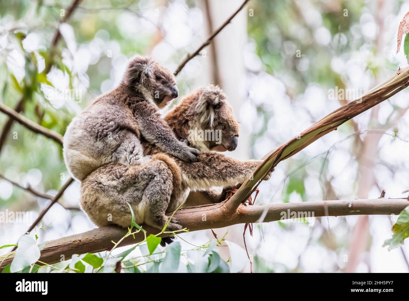Koala group sitting on branch hi-res stock photography and images - Alamy