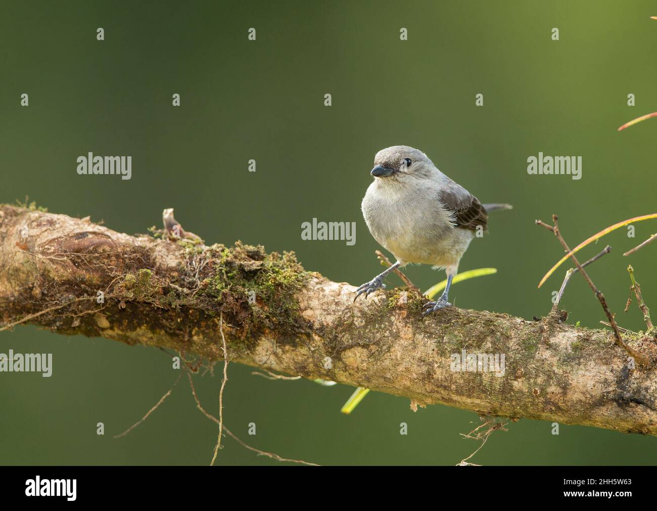Plain-colored Tanager (Tangara inornata Stock Photo - Alamy