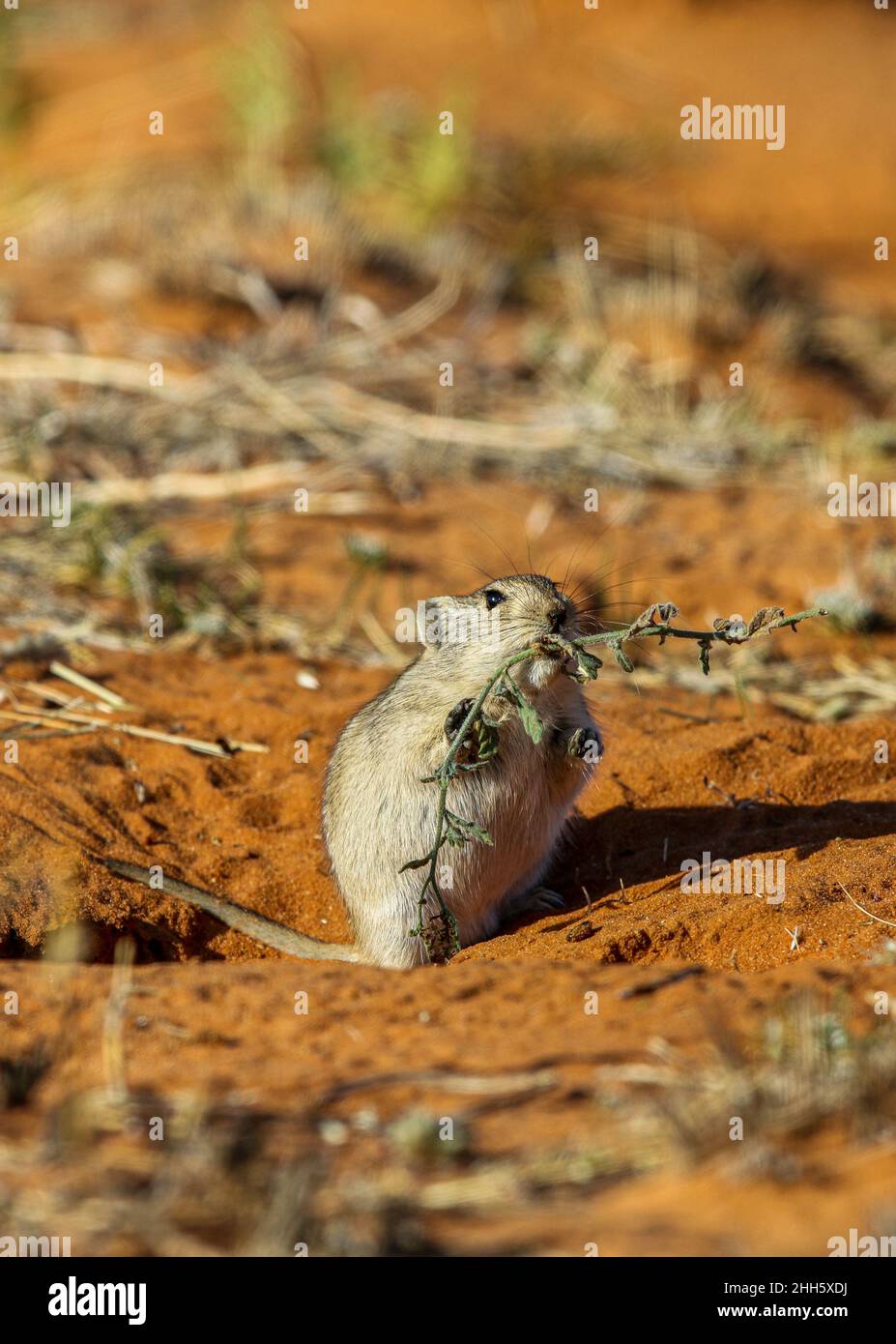 Bush rat hi-res stock photography and images - Alamy
