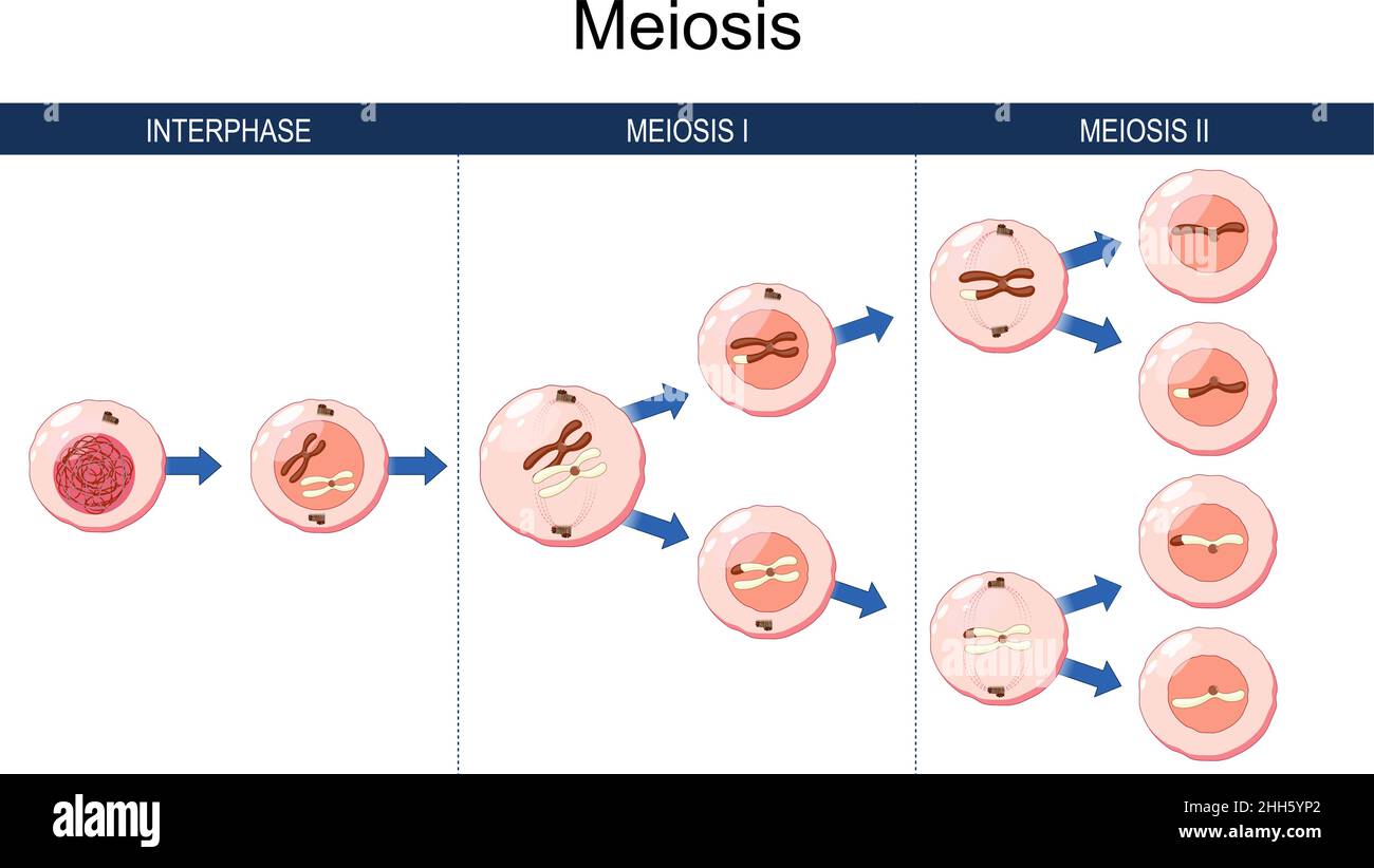 Meiosis. cell division. homologous chromosomes exchange genetic ...
