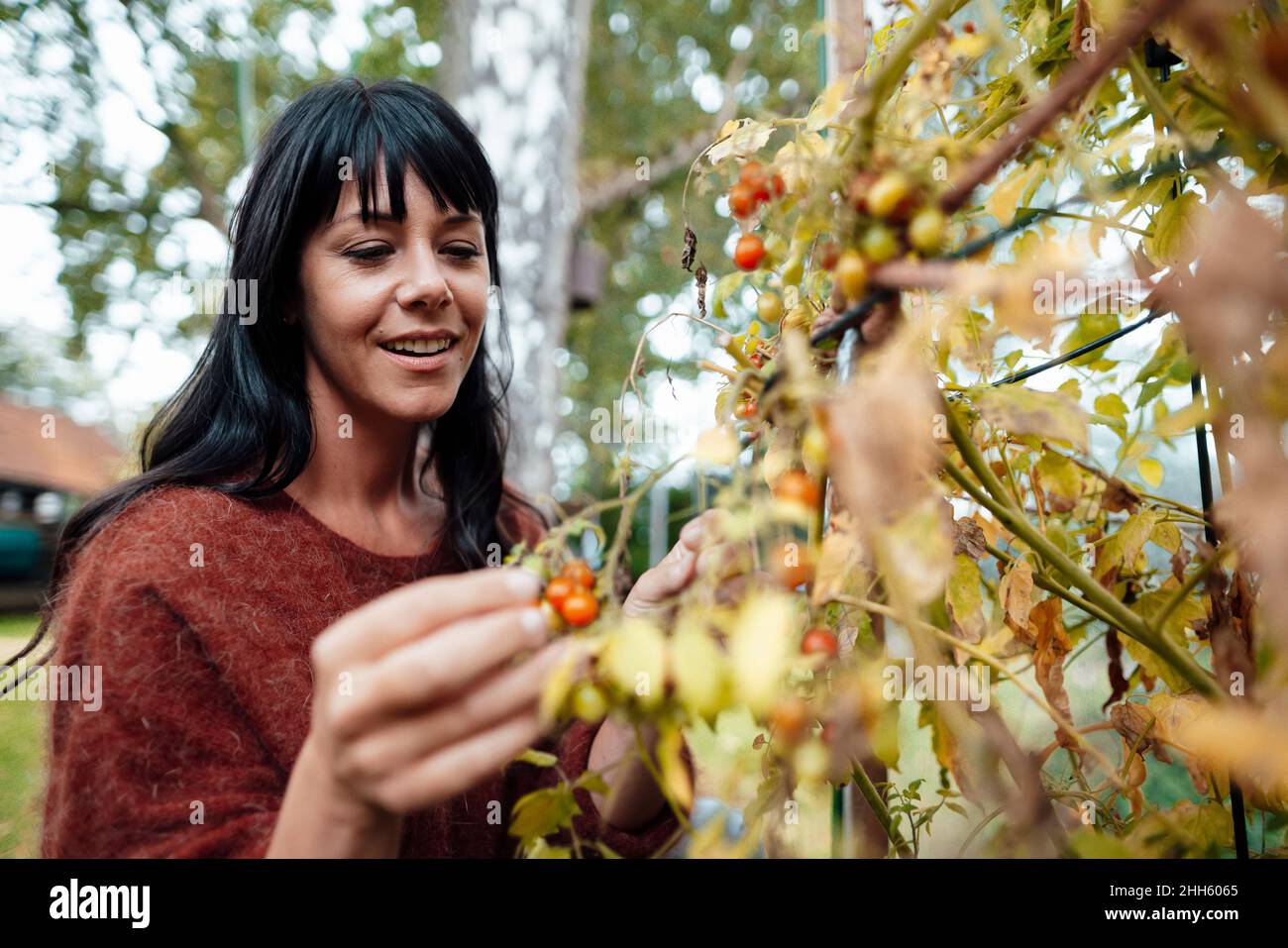 Woman picking fruit hi-res stock photography and images - Alamy