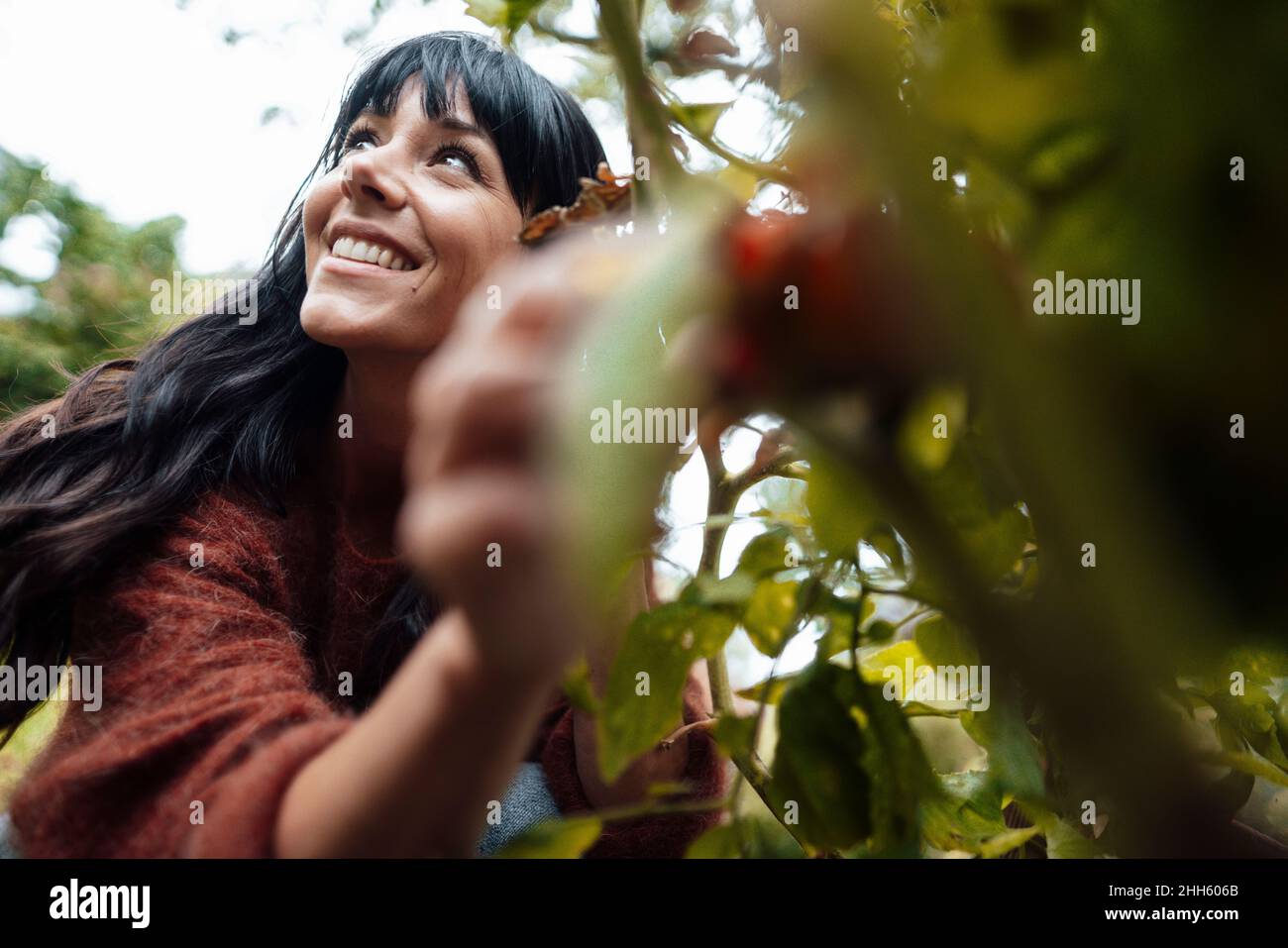 Person picking fruit hi-res stock photography and images - Alamy