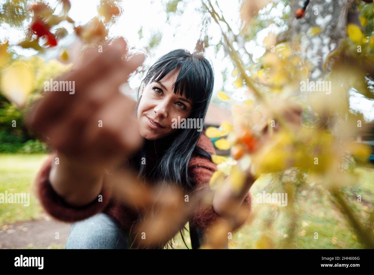 Woman picking fruit in backyard Stock Photo - Alamy