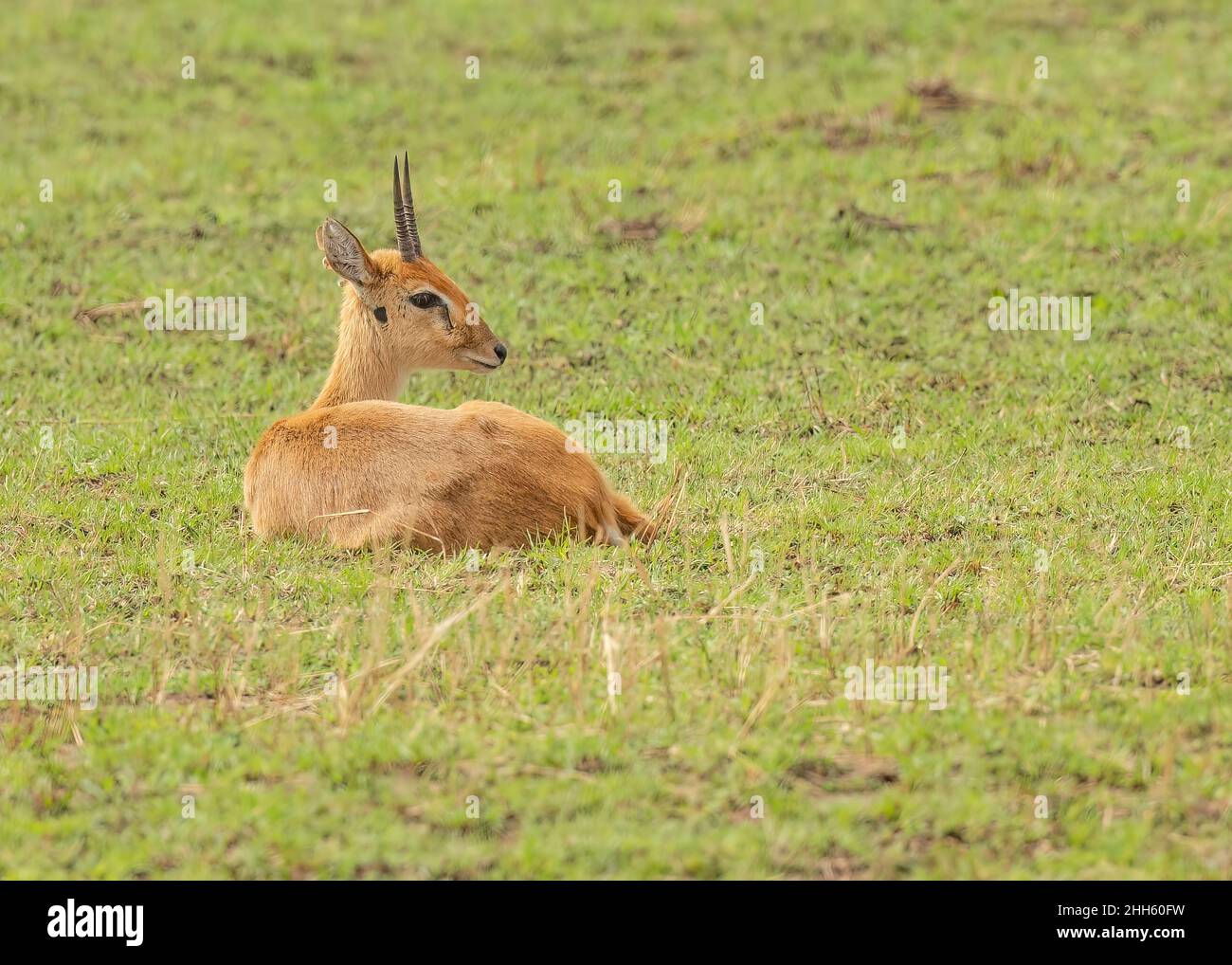 Male Oribi (Ourebia ourebi, known as oorbietjie in Afrikaans ...
