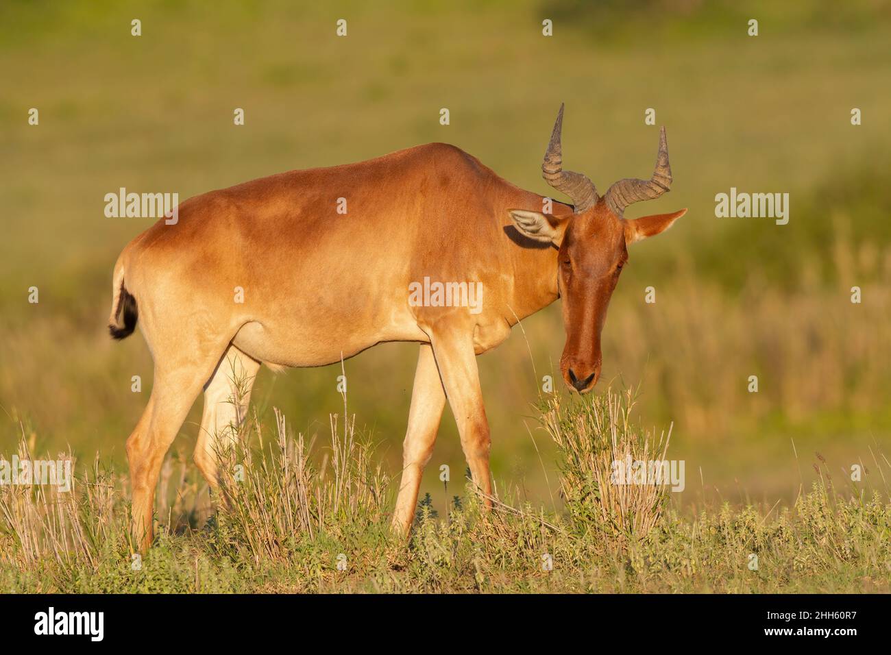 hartebeest (Alcelaphus buselaphus) walking, Serengeti National Park ...