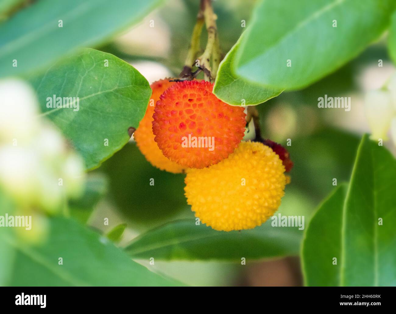 Medronho fruit (strawberry tree) Arbutus unedo, a fruit used for the ...