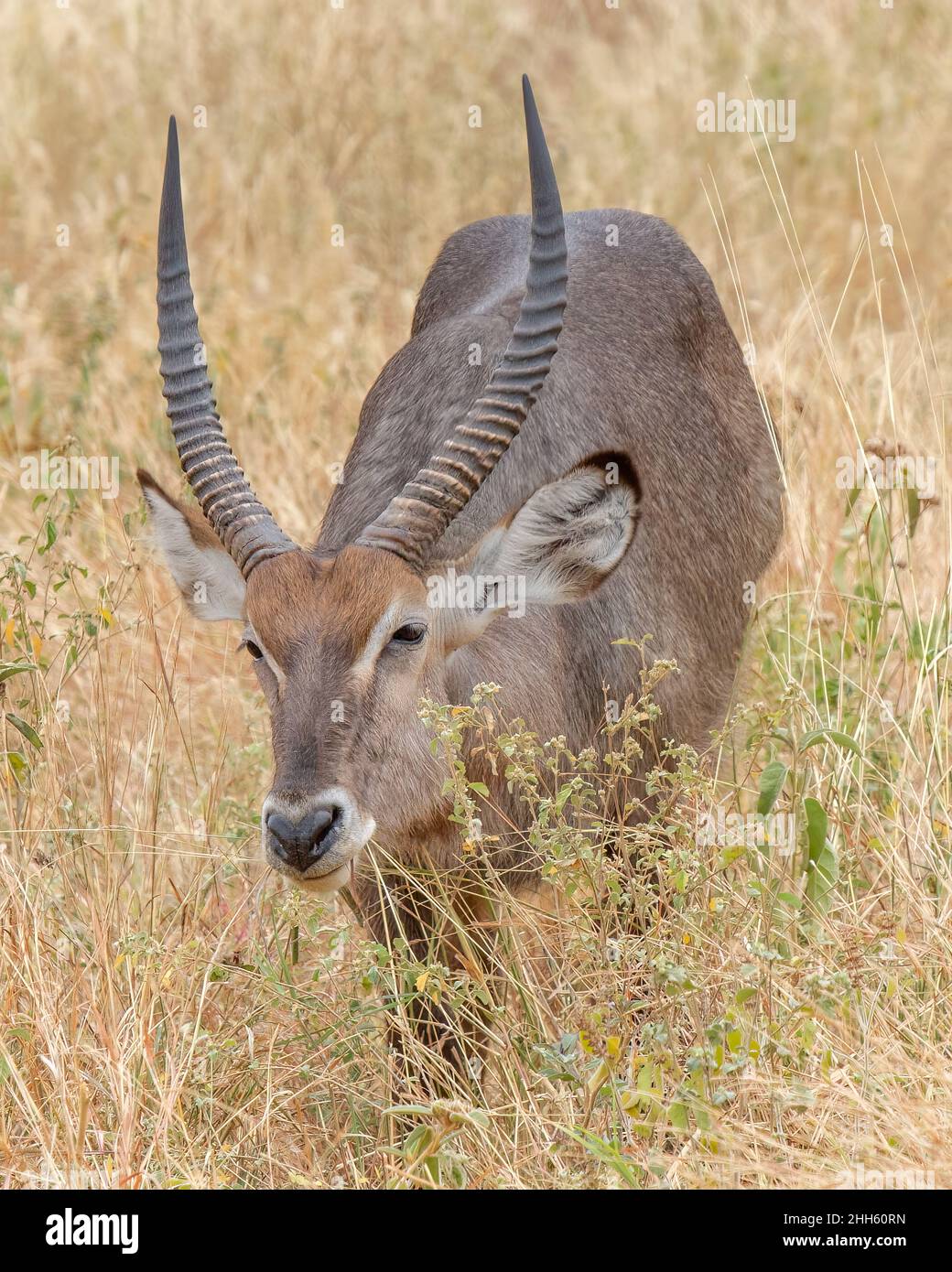 One defassa waterbuck hi-res stock photography and images - Alamy