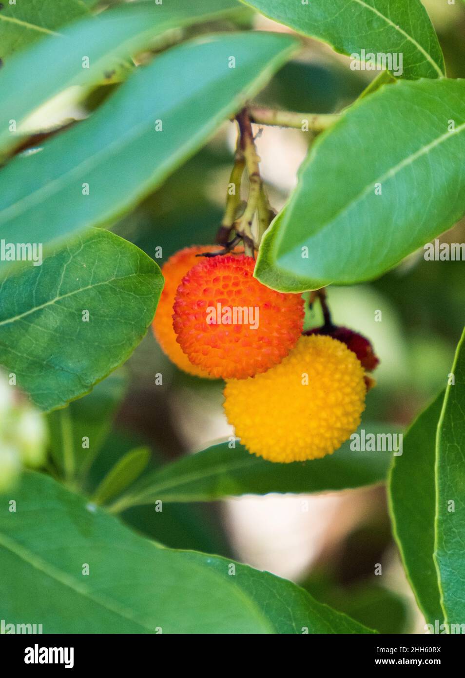Medronho fruit (strawberry tree) Arbutus unedo, a fruit used for the ...