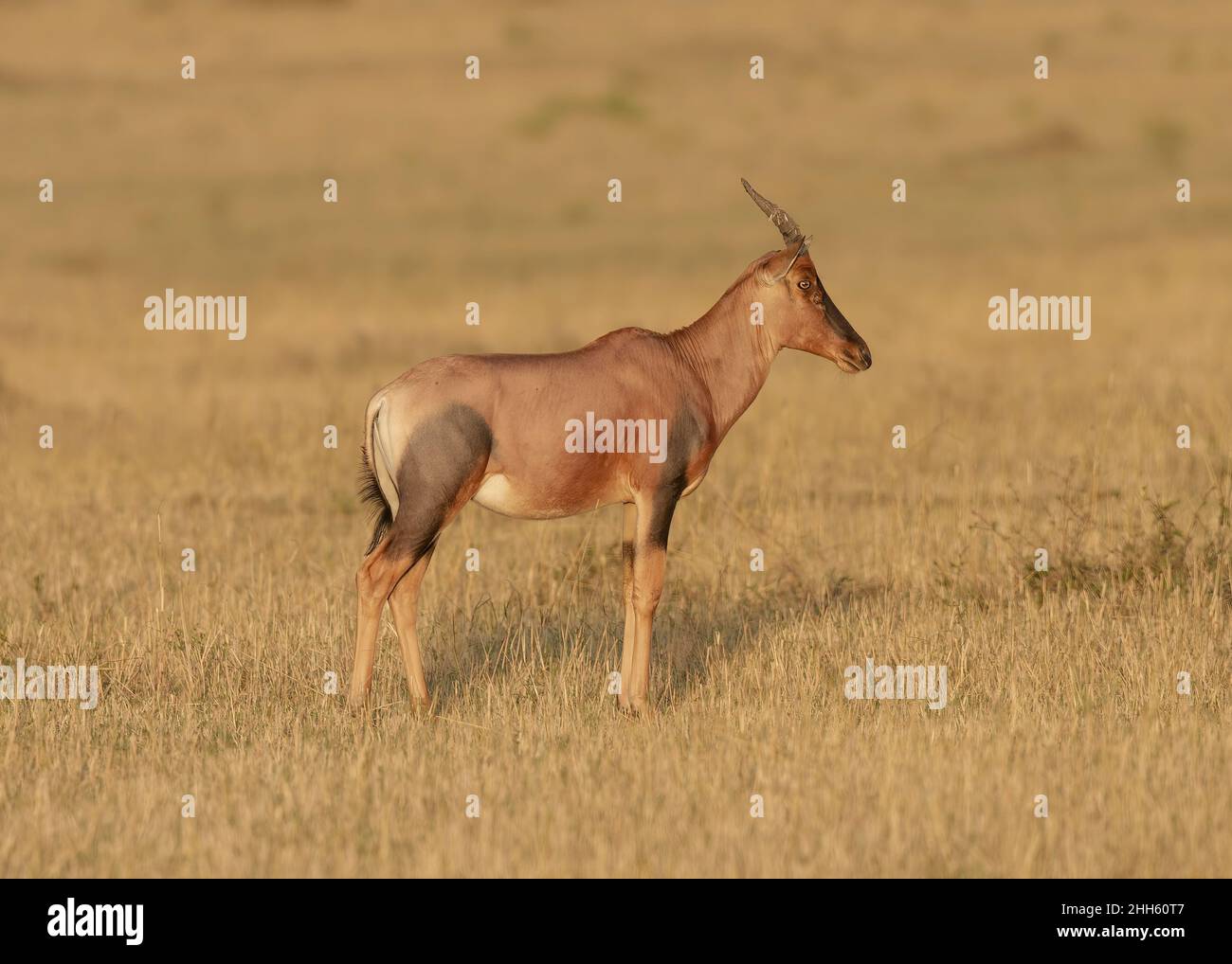 Topi (Damaliscus korrigum) standing in the grasslands in late afternoon ...