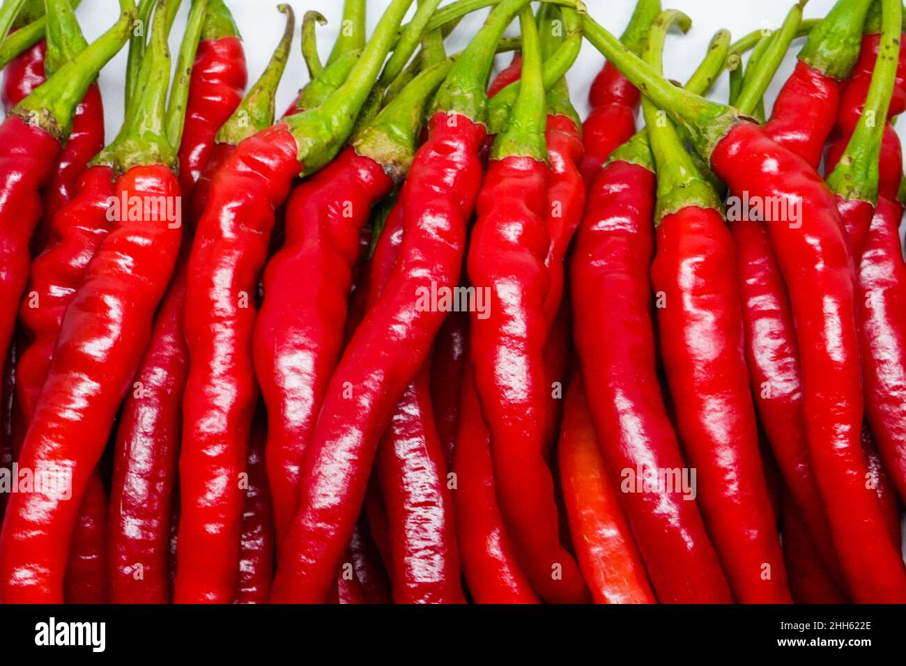 Red Chili Curly is one of the most widely grown and sold red chili ...