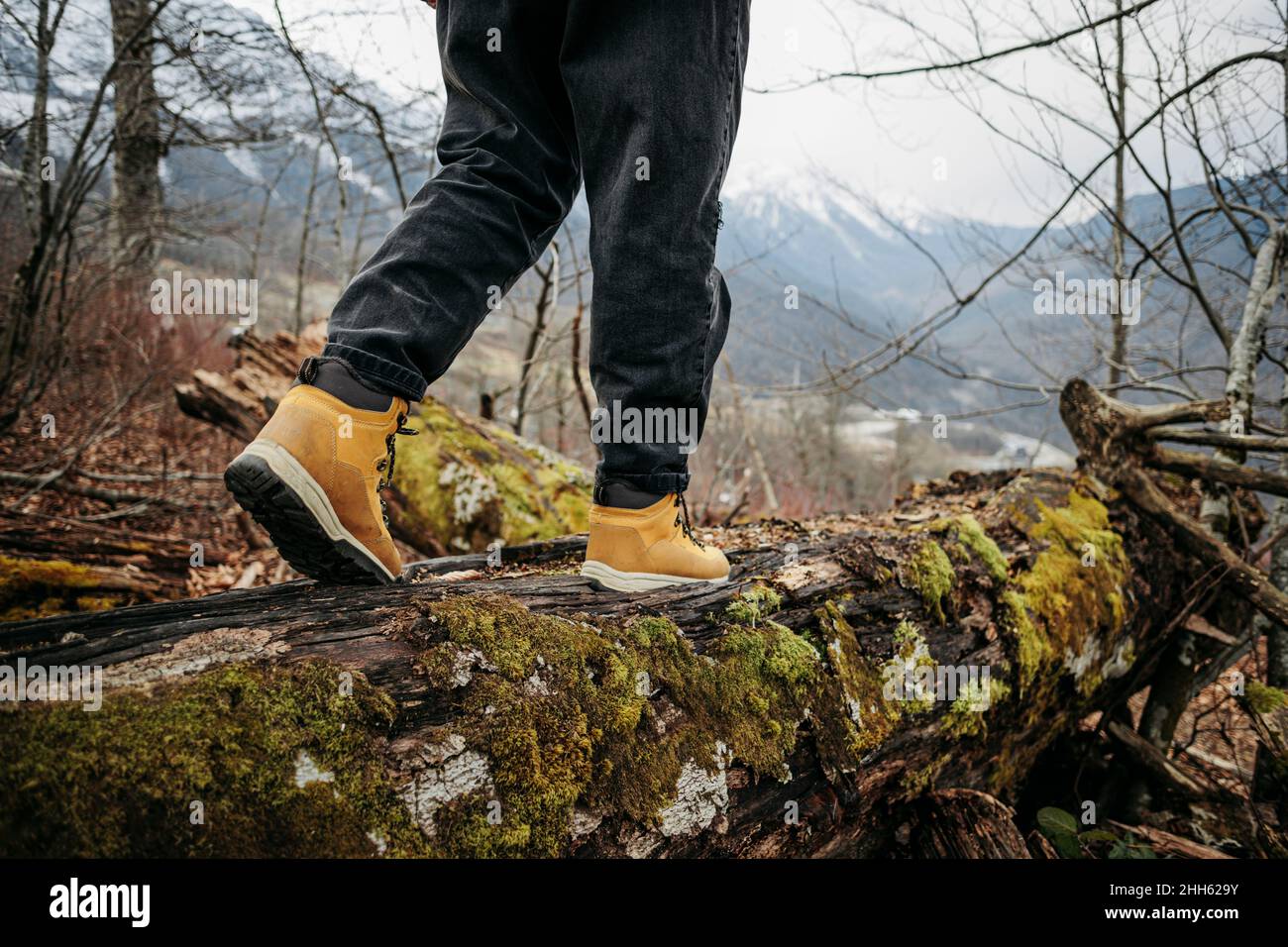 Hiker walking on moss covered fallen tree in forest Stock Photo - Alamy