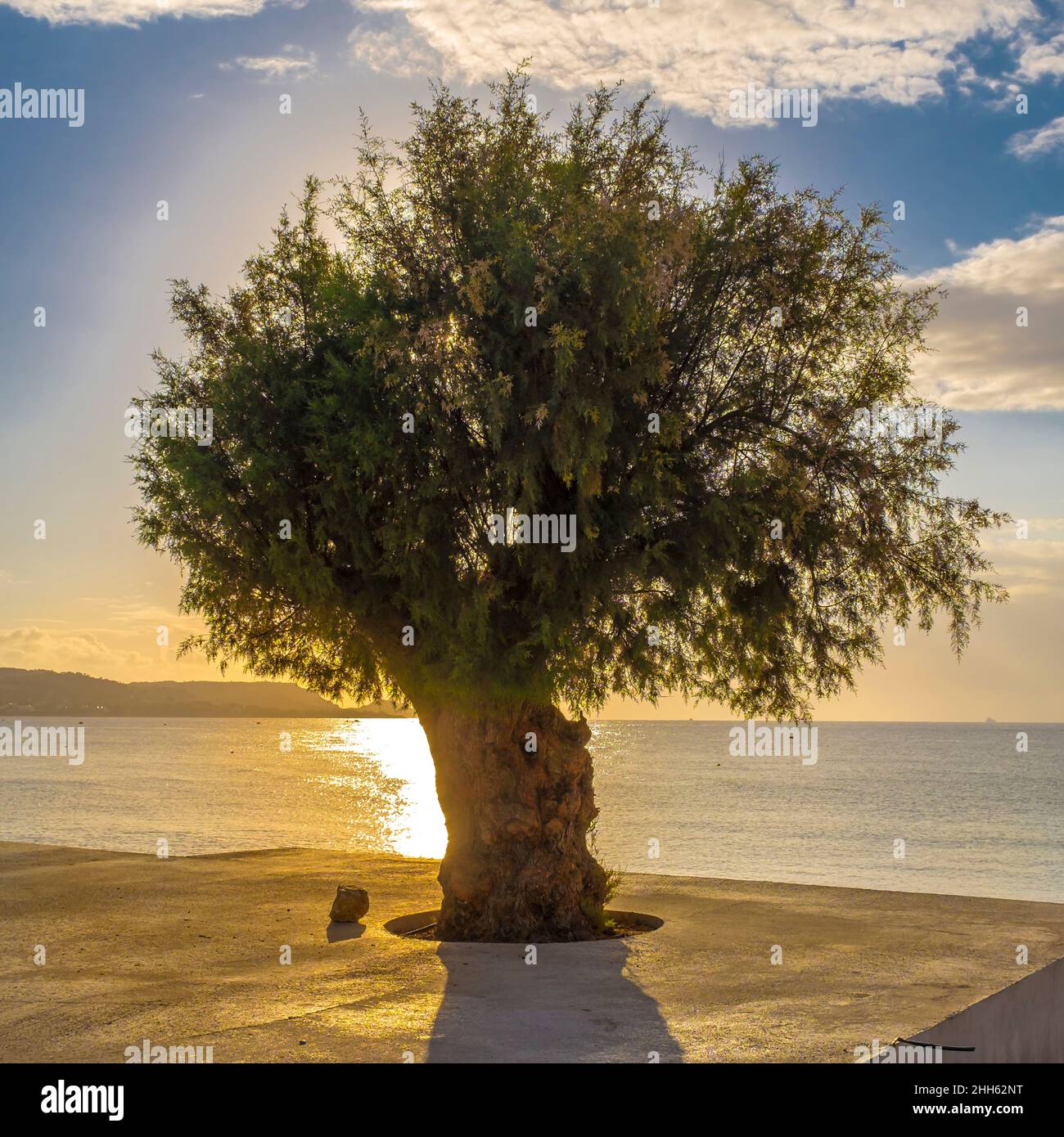 Tree on beach at sunset Stock Photo - Alamy