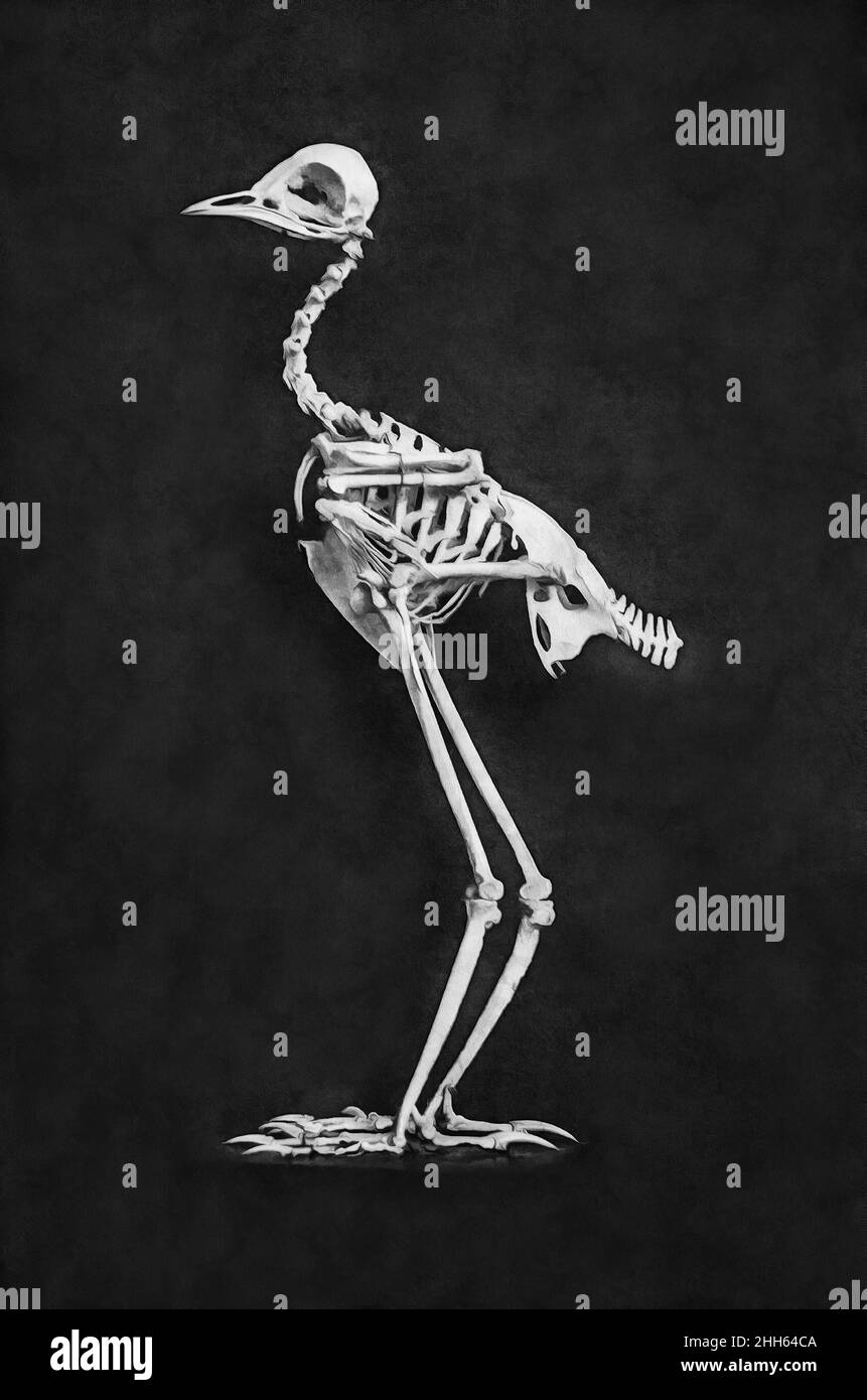 Bird skeletons hi-res stock photography and images - Alamy