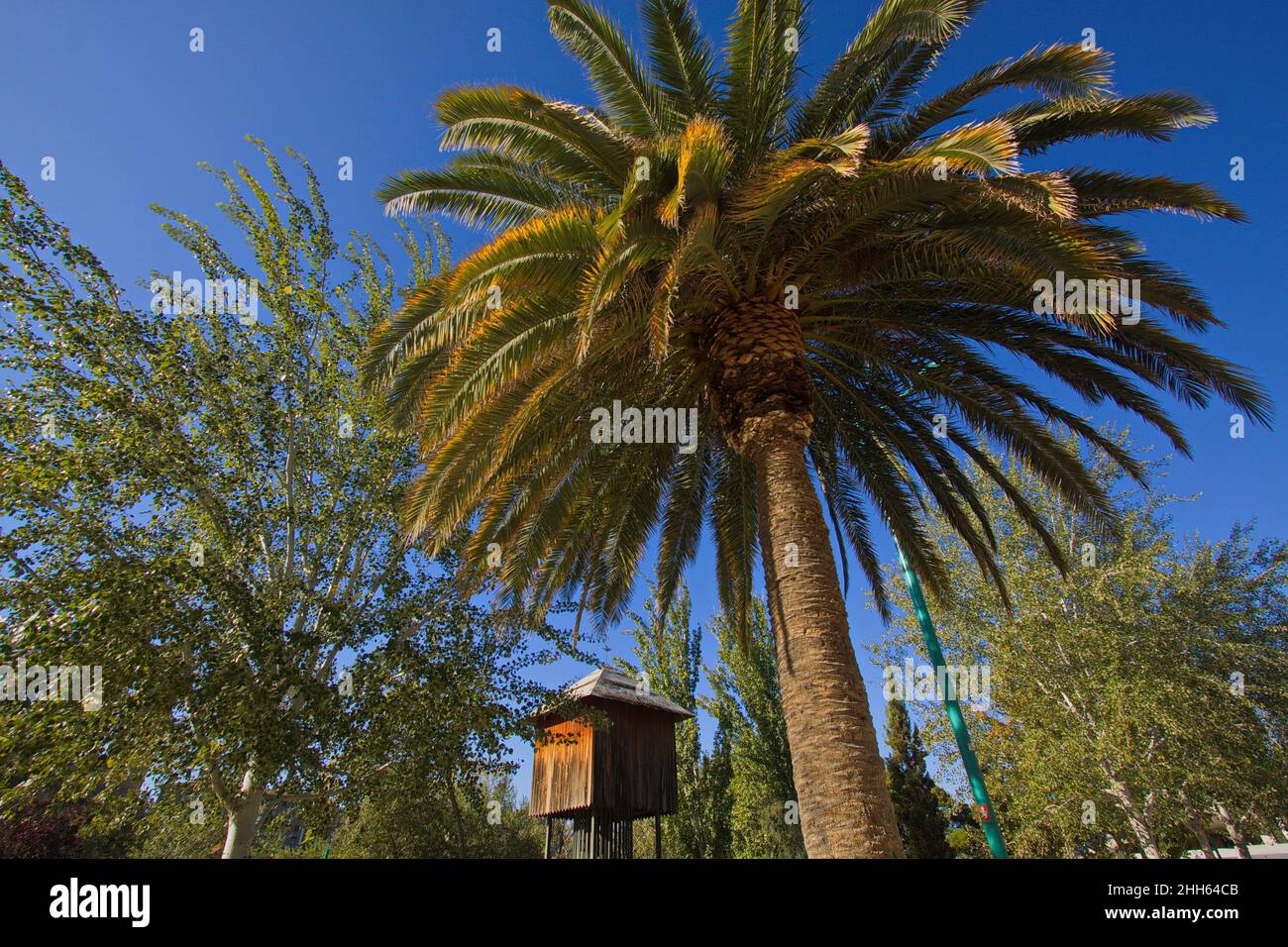 Palm tree in Aljafería Park in Zaragoza,Spain,Europe Stock Photo - Alamy