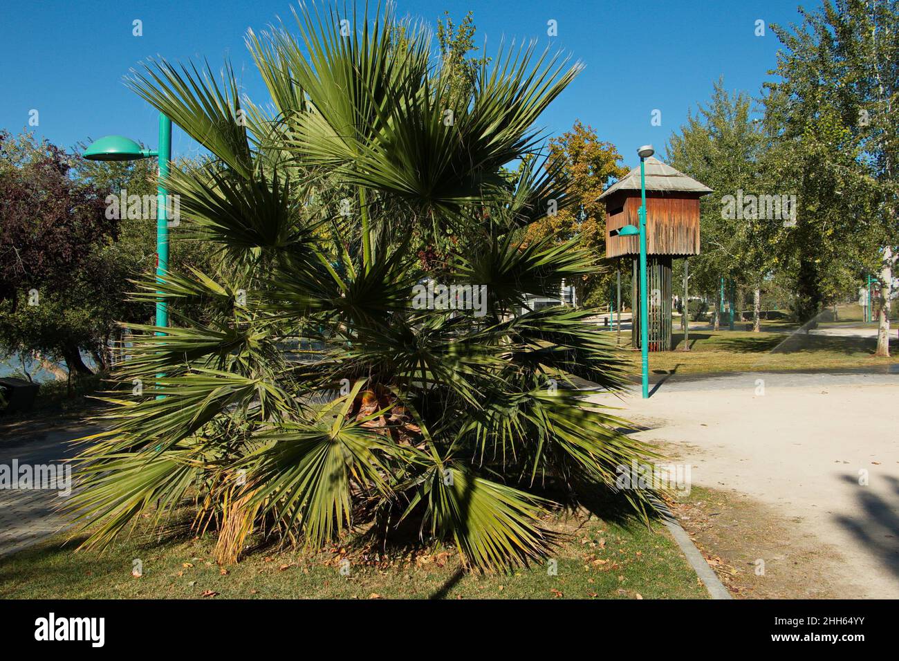 Palm tree in Aljafería Park in Zaragoza,Spain,Europe Stock Photo - Alamy