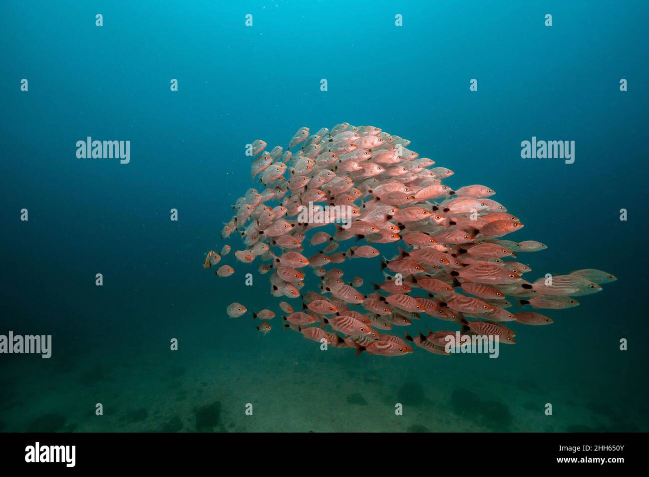 School of fish swimming together undersea Stock Photo - Alamy
