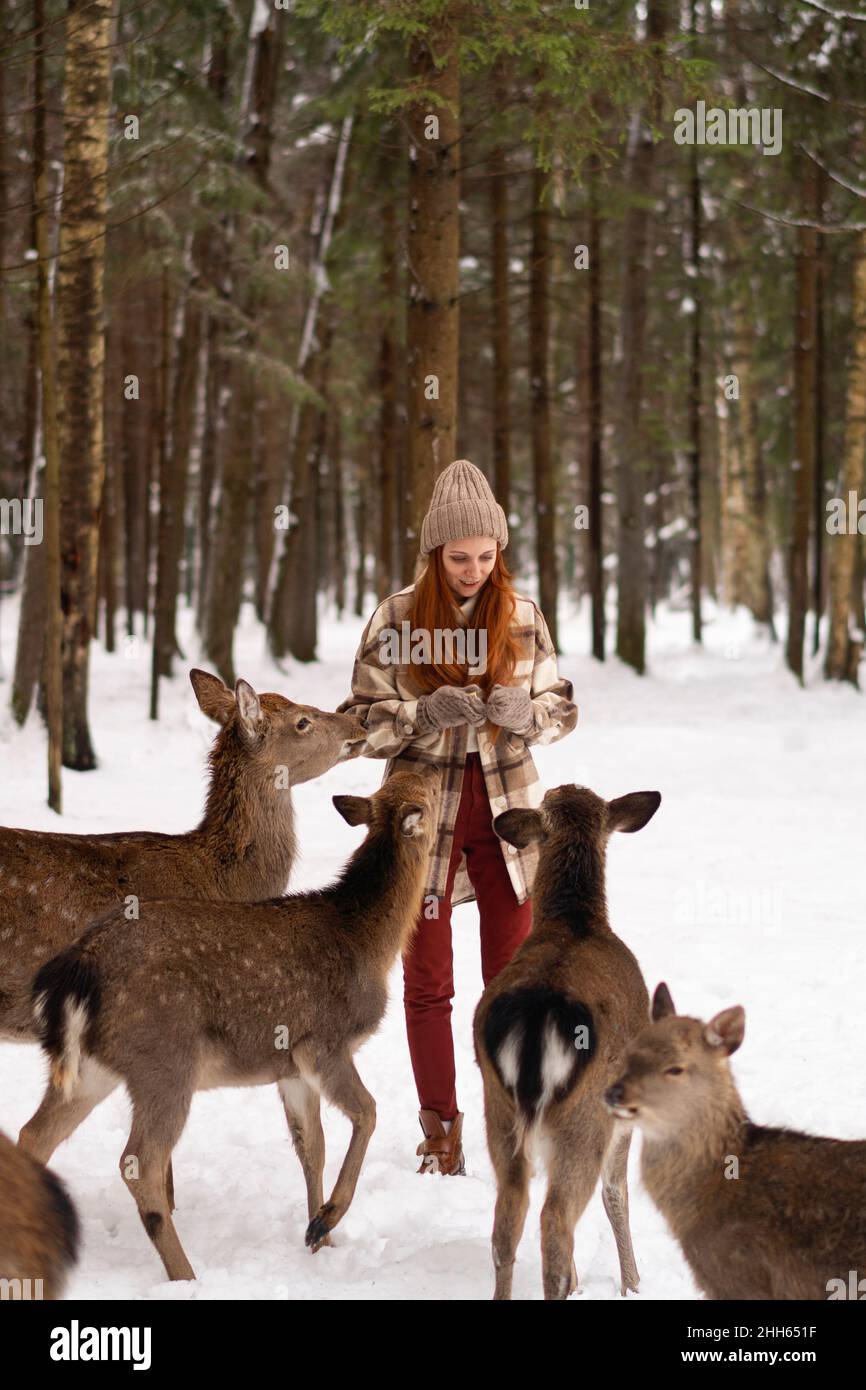 Group deer feeding on hi-res stock photography and images - Alamy