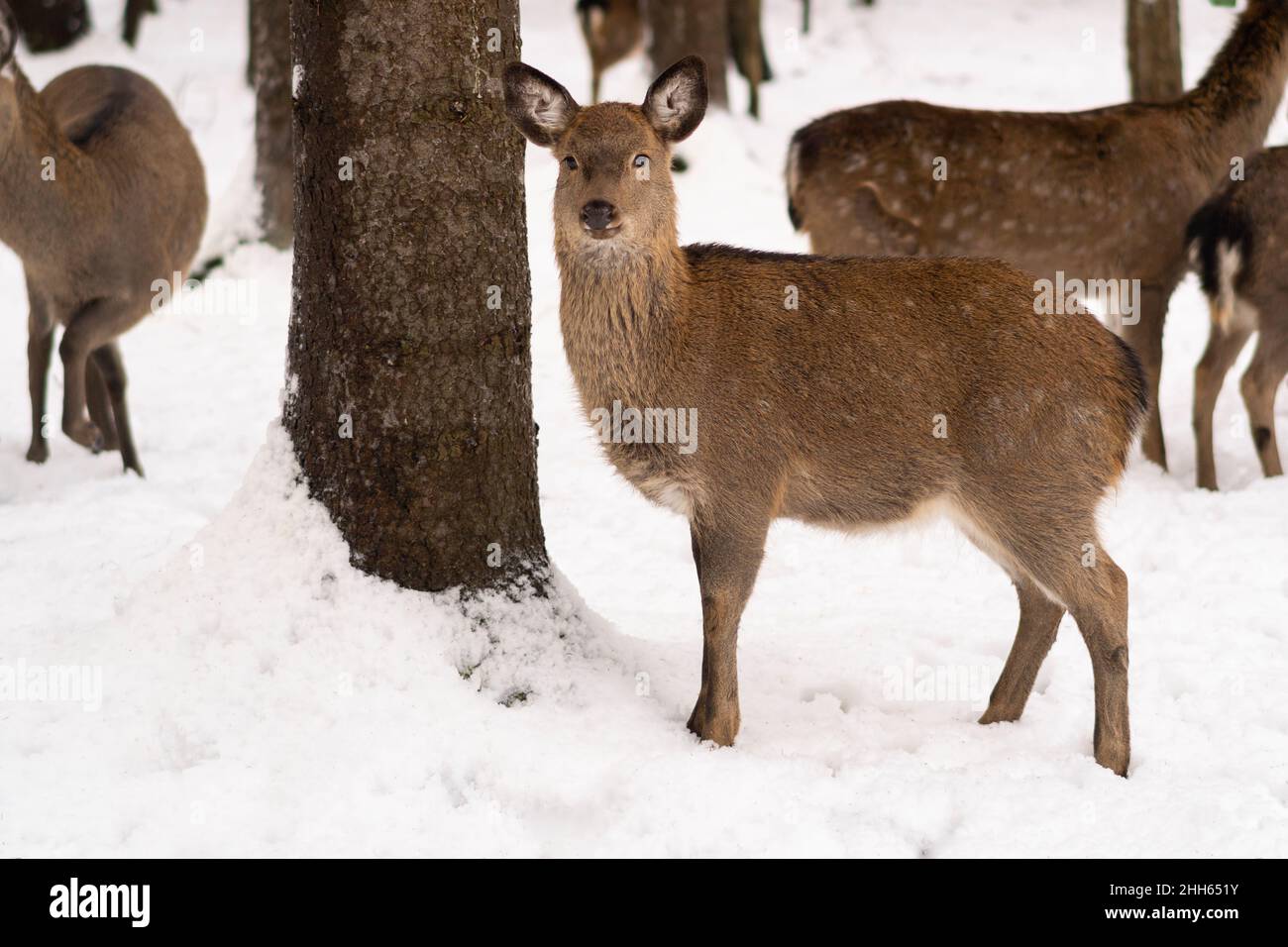 Deer looking at tree hi-res stock photography and images - Alamy