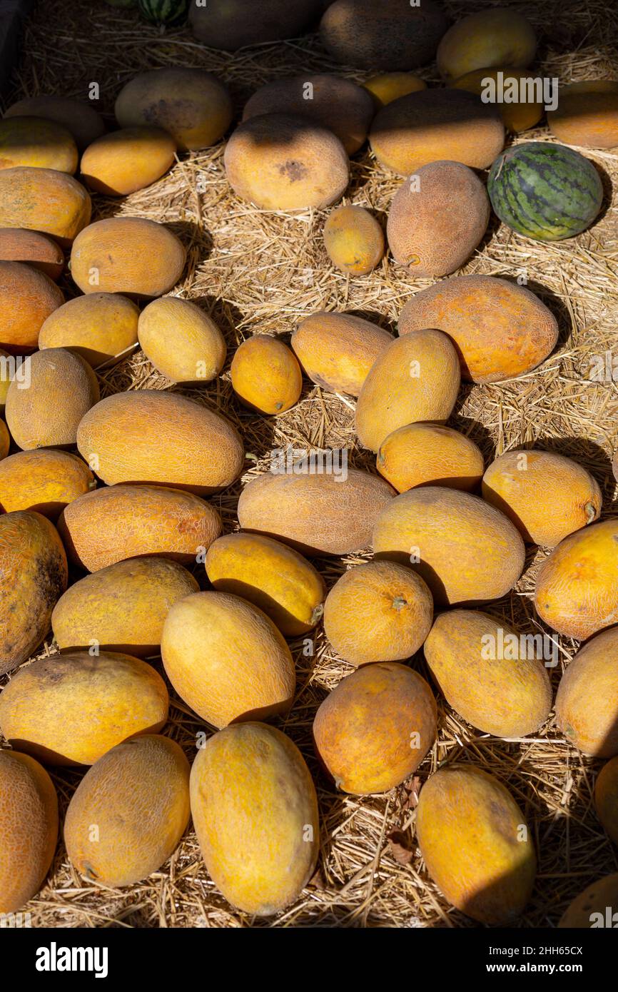 Harvest of ripe organic yellow melons on hay local market Stock Photo ...