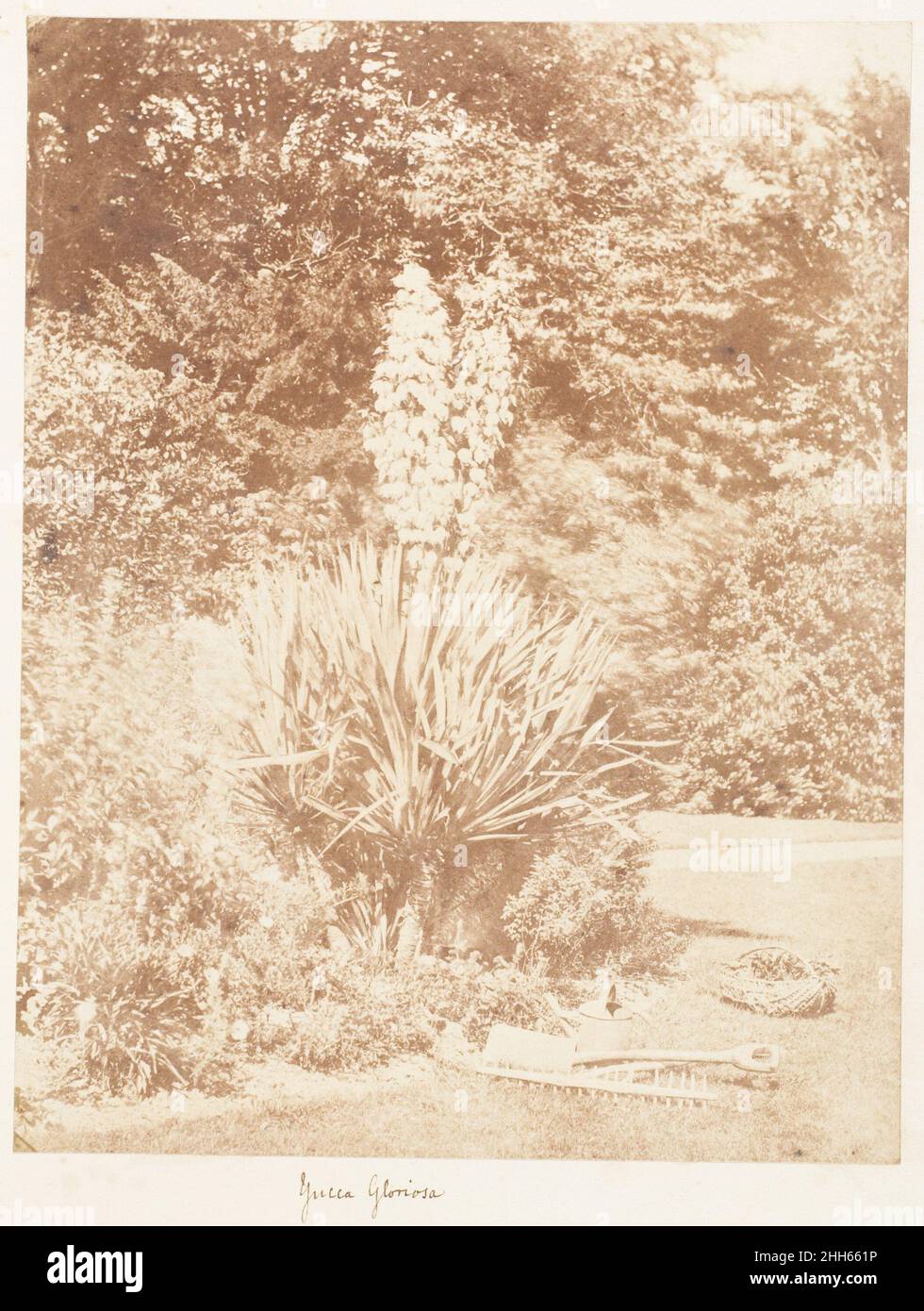 Victorian photographs flowers hi-res stock photography and images - Alamy