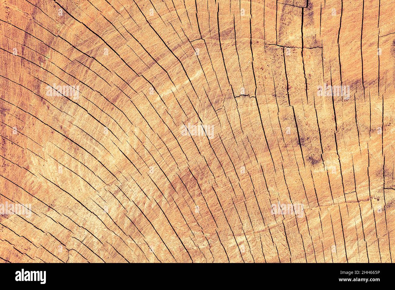 Beautiful nature texture of tree stump use as natural background ...