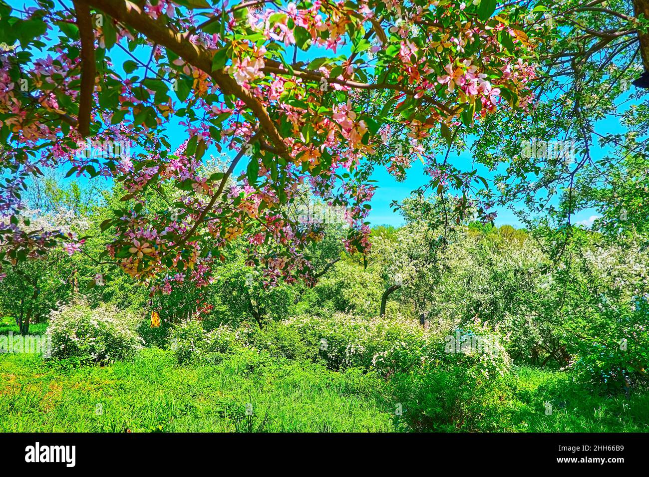 The full blossom of the spring orchard with plants and bushes, covered ...