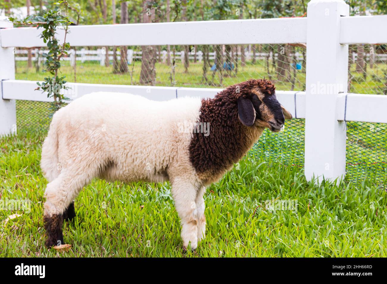 Sheep standing on the grass, white picket fence and nature background ...