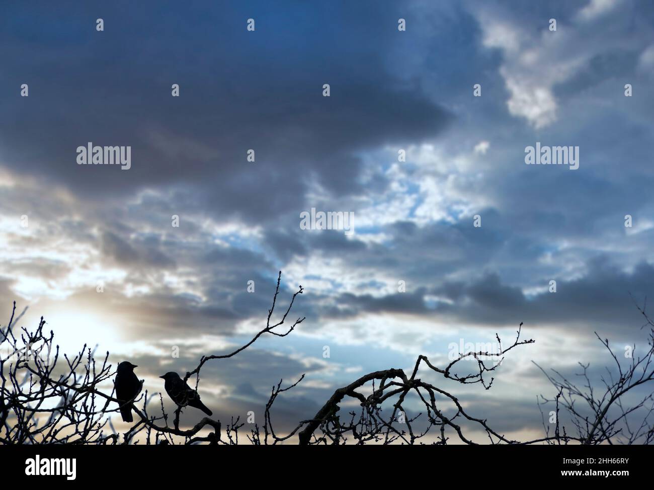 Breeding couple ravens hi-res stock photography and images - Alamy
