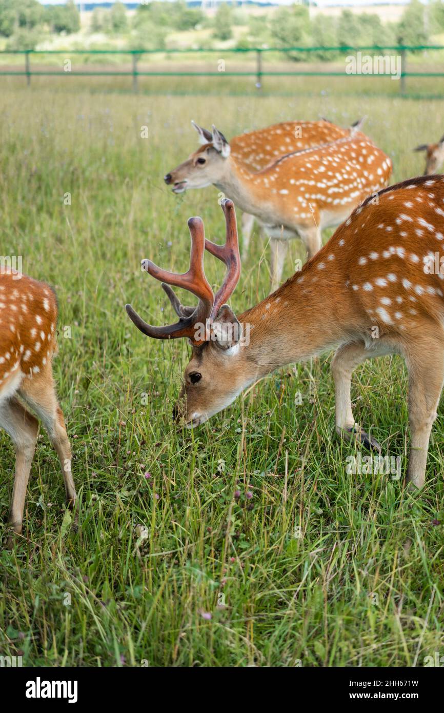Brown deer grazing in green field Stock Photo - Alamy