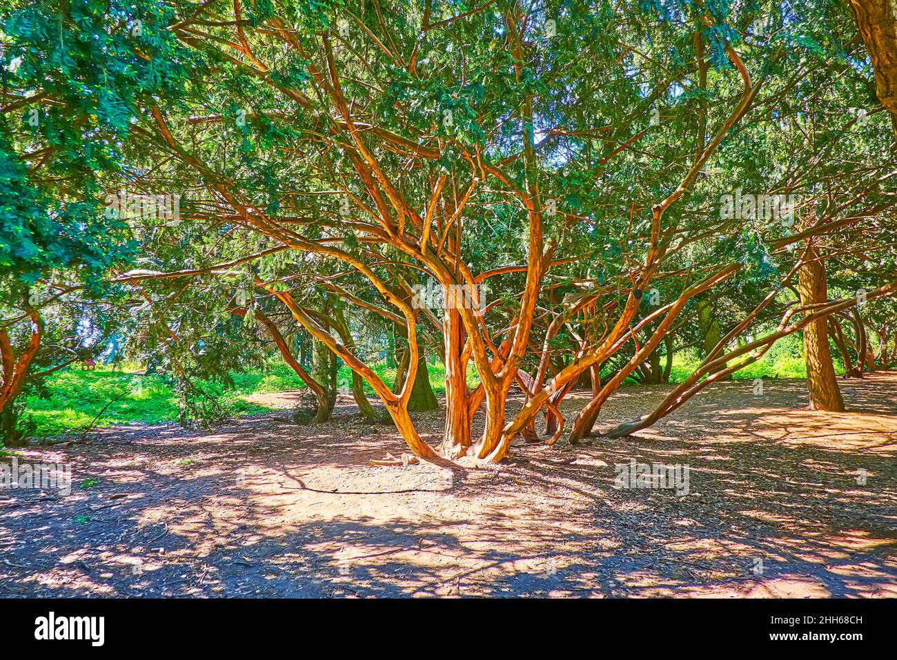 The spread curved trunk with branches of the old juniper tree, Kyiv ...