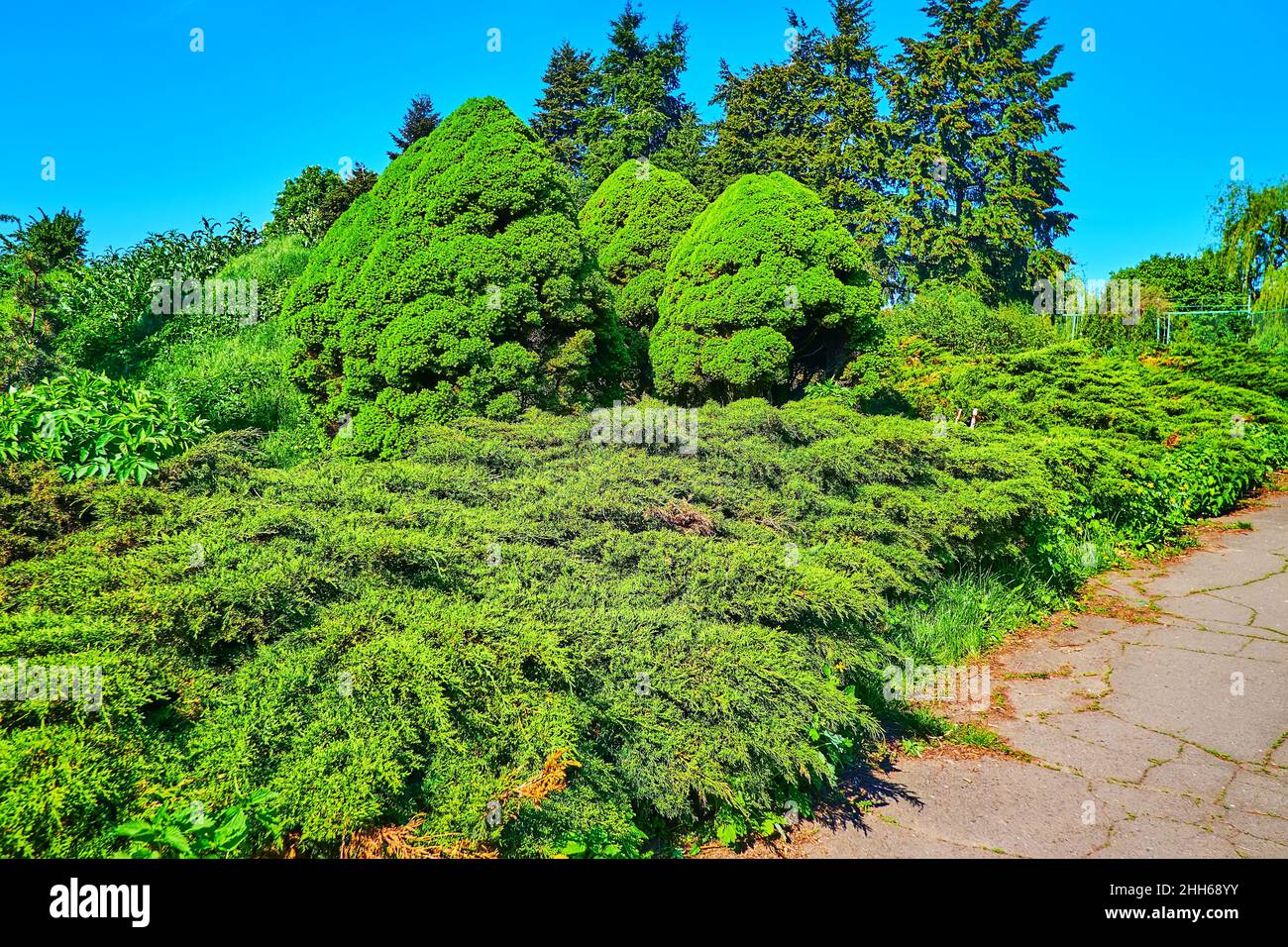 The lush green Juniper shrubs and conifrous trees plants in coniferous ...
