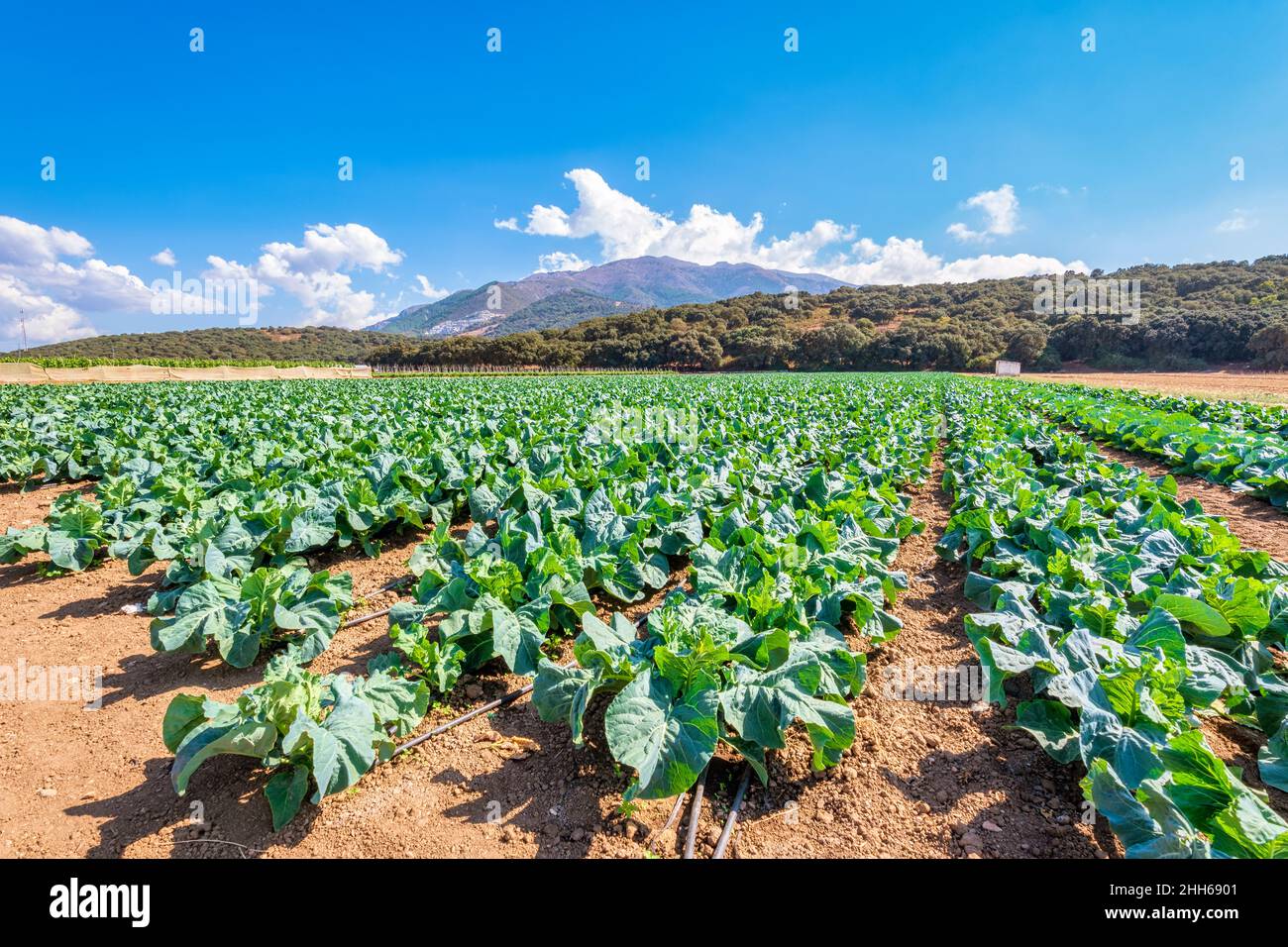 Field cabbage zafarraya hi-res stock photography and images - Alamy