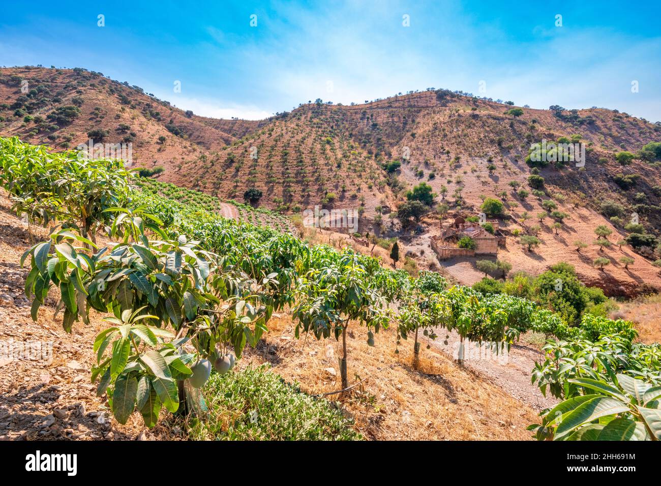 Mango olive plantations hills andalucia hi-res stock photography and ...