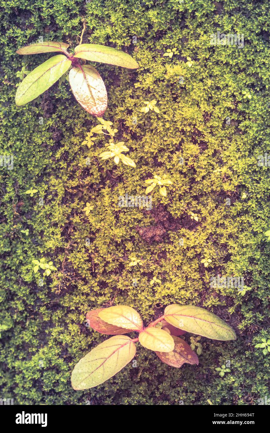 Top view. Young plant growing on damp ground covered. Idyllic forest ...
