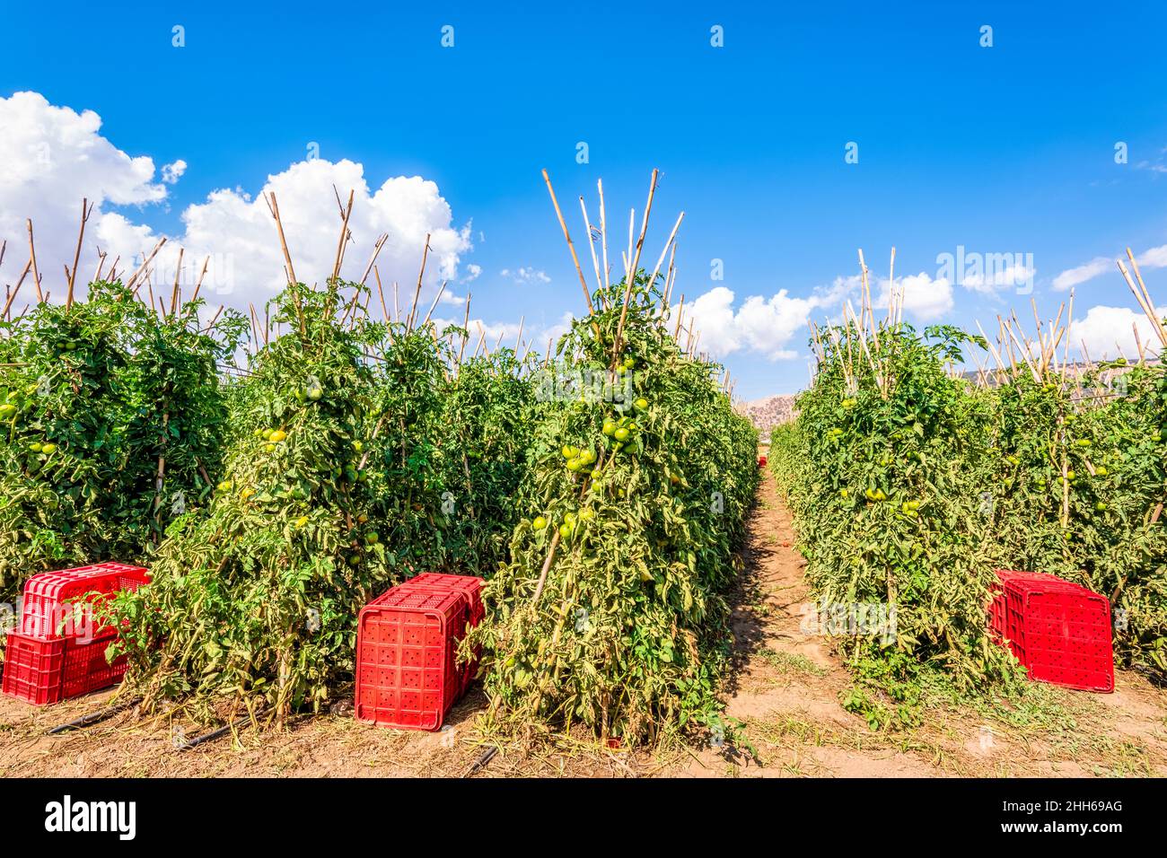 Red crates tomato plants field zafarraya hi-res stock photography and ...