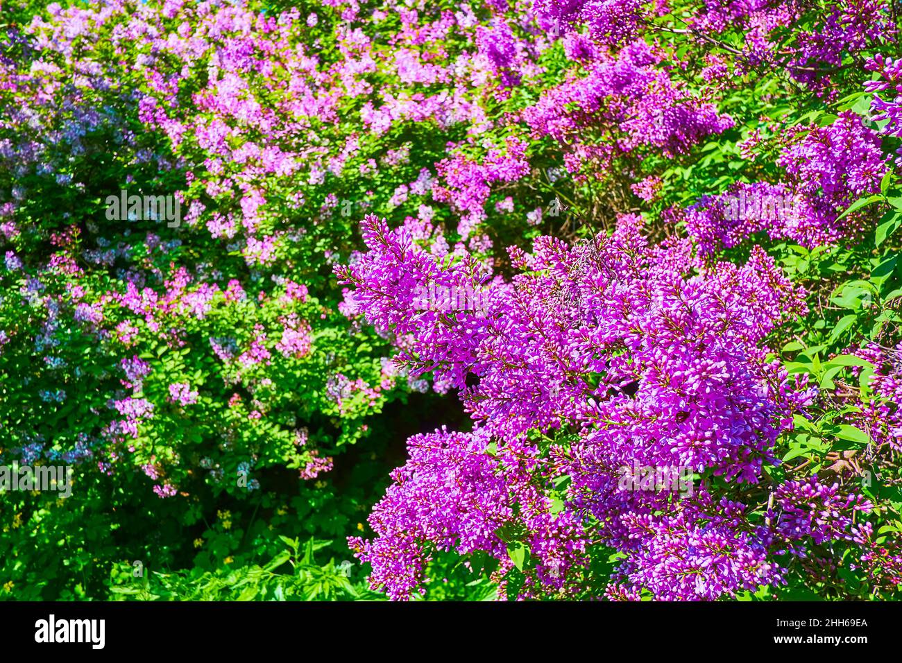 The close-up of the bright purple flower buds of lilac in Hryshko ...