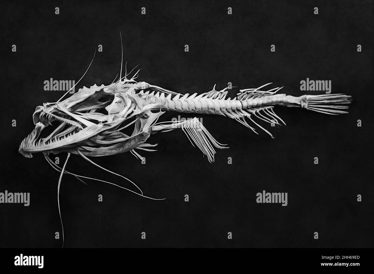 Monkfish skeleton hi-res stock photography and images - Alamy