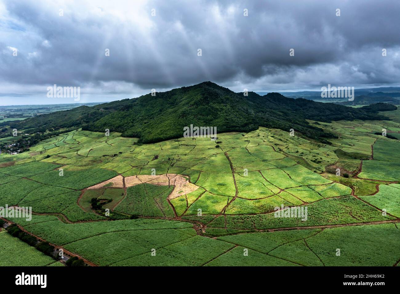Sugar cane field mauritius hi-res stock photography and images - Alamy