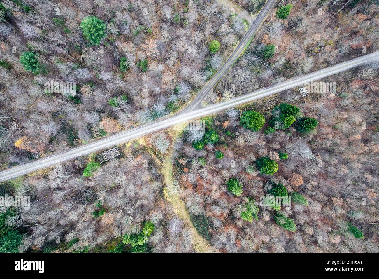 Drone view of dirt road stretching through forest Stock Photo - Alamy