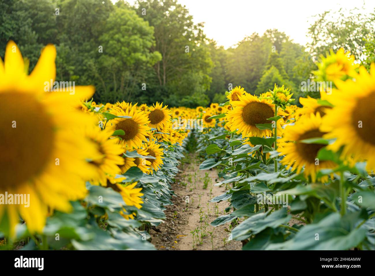 Sunflowers, field of sunflower in bloom sunflower field Stock Photo - Alamy