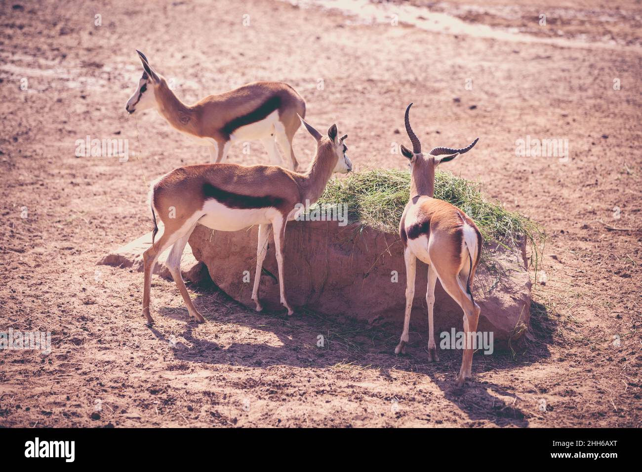 Flock of the gemsbok or gemsbuck (Oryx gazella) is a large antelope in ...