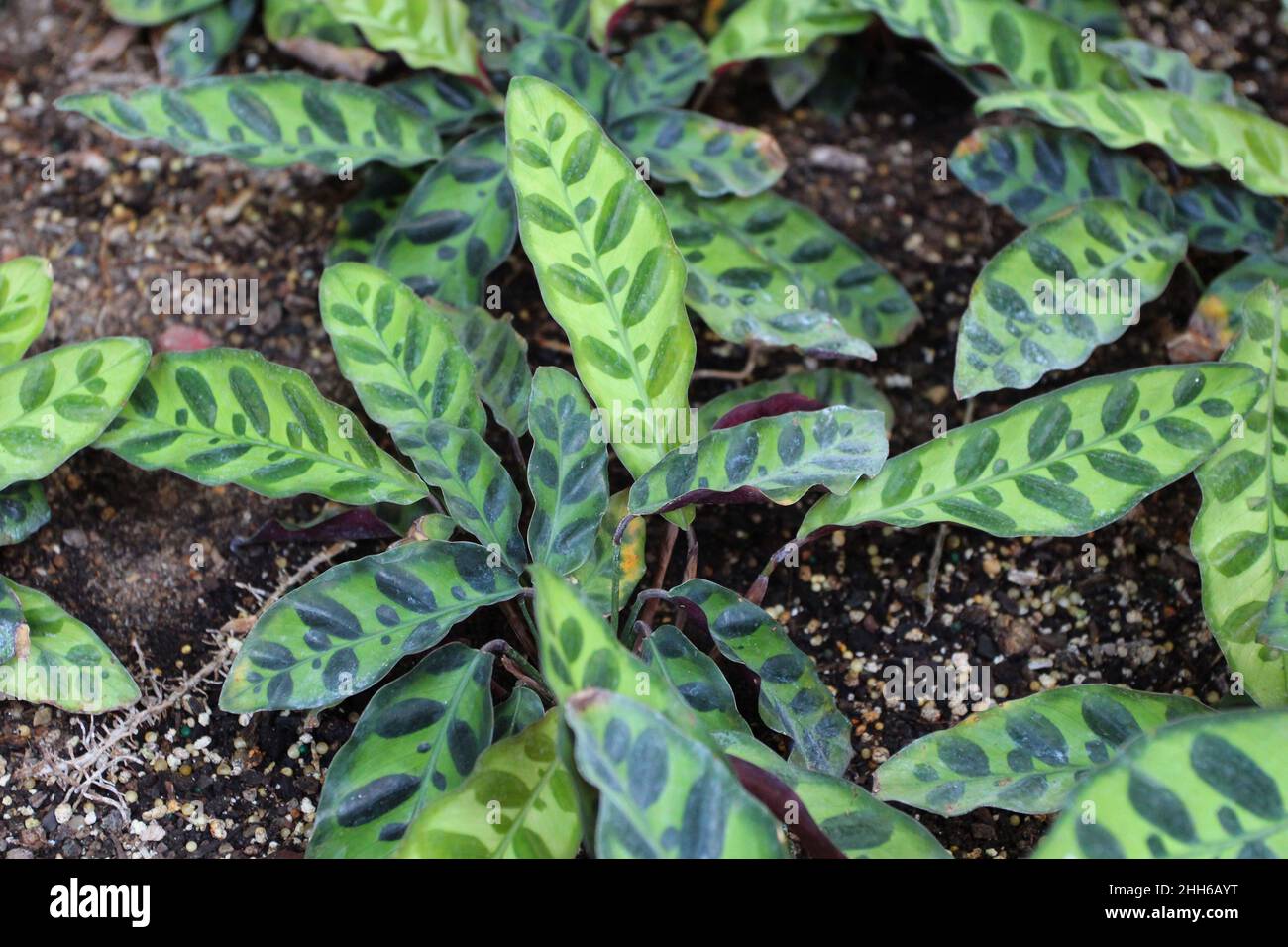 Calathea Insignis, Rattlesnake Plants, growing in a garden Stock Photo ...