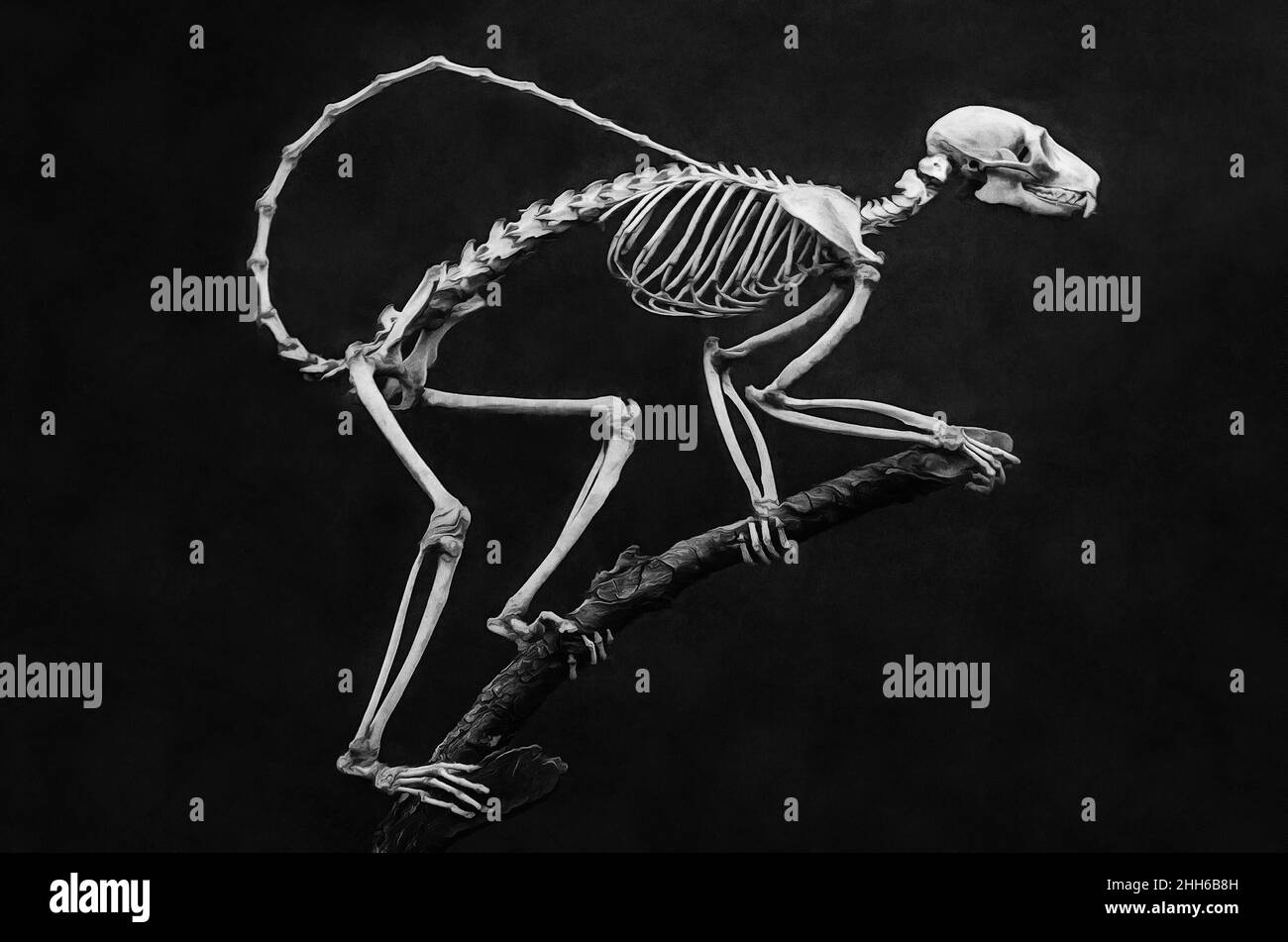 Image skeleton images skull Black and White Stock Photos & Images - Alamy