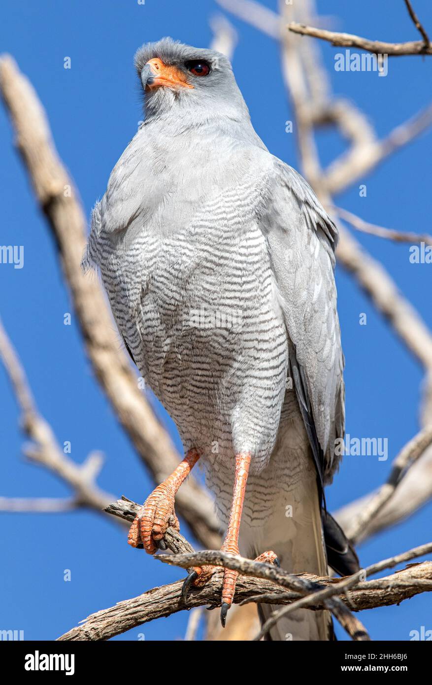 Pale Chanting Goshawk in the Kgalagadi Stock Photo - Alamy