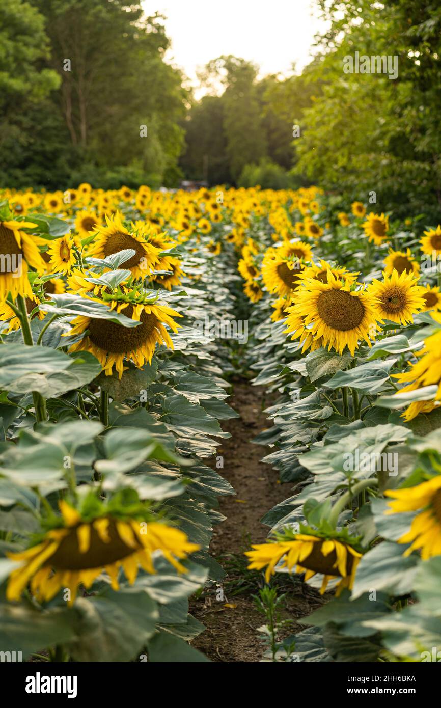 Sunflowers Plantation - Sunflower Field Agriculture Stock Photo - Alamy